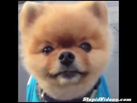 Patileri Üzerinde Koşan Köpek