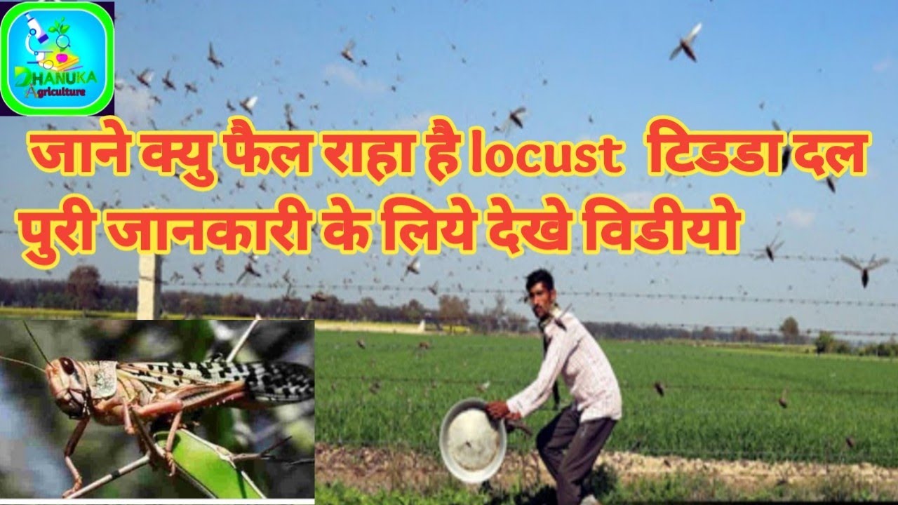 Desert Locust Swarming 2020 | India and World News |FAO | # ...