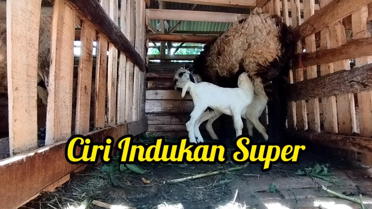 CIRI-CIRI INDUKAN DOMBA SUPER - YouTube