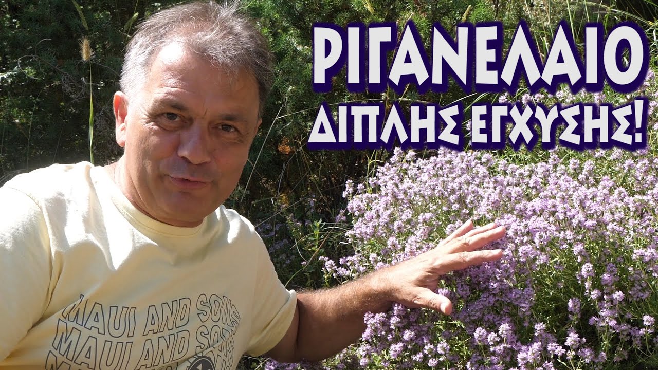 Θεραπευτικό Ριγανέλαιο διπλής έγχυσης! Πως το φτιάχνω εγώ! - YouTube