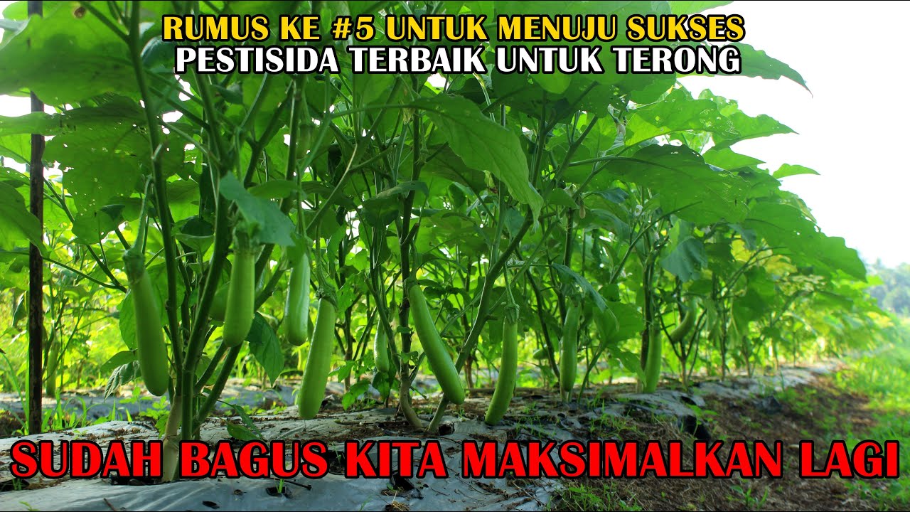 TANAMAN MULAI BERBUAH, SIAPKAN RUMUS KE #5 UNTUK MENUJU SUKSES - YouTube