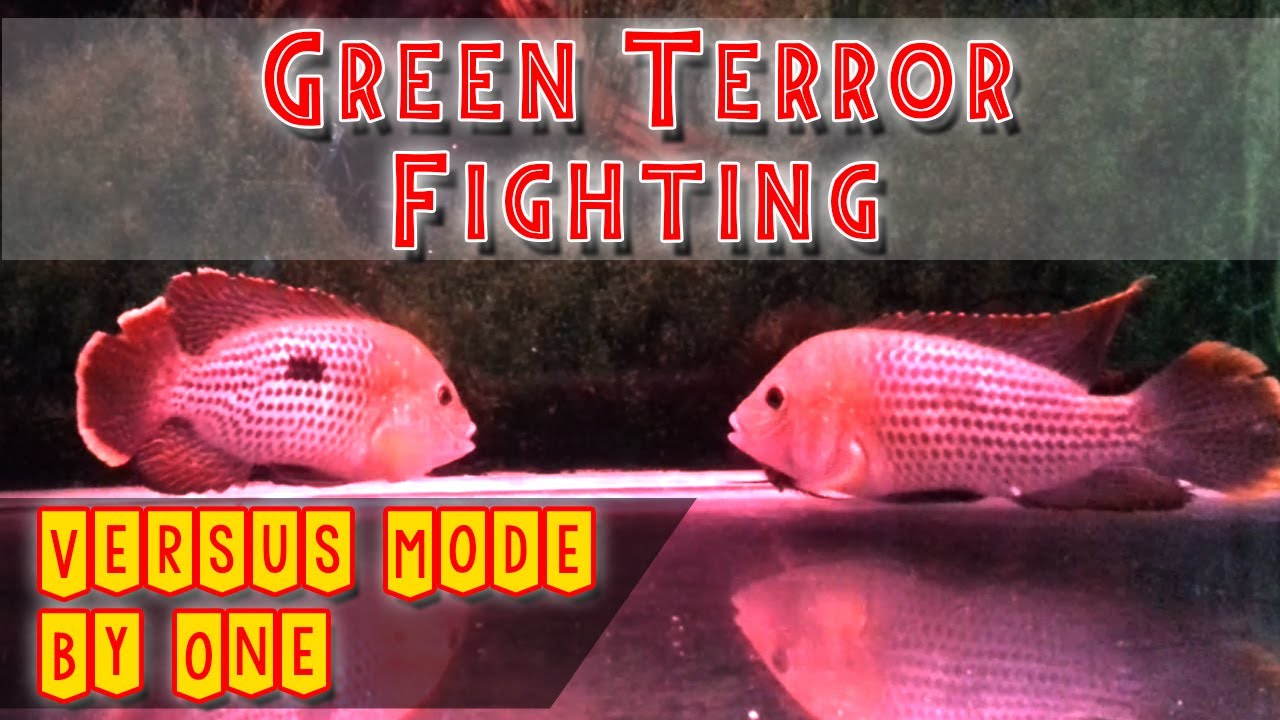 Green Terror Fish Fighting - By One - YouTube
