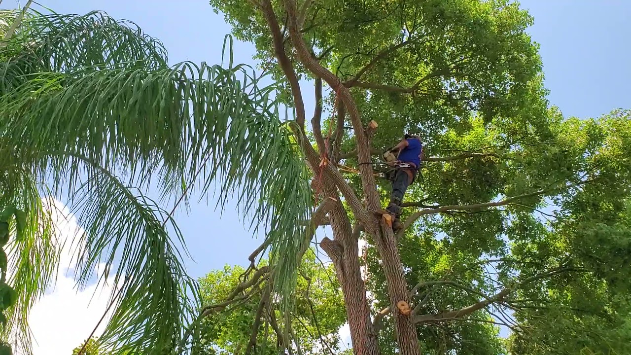 Tree service Brandon Florida - YouTube