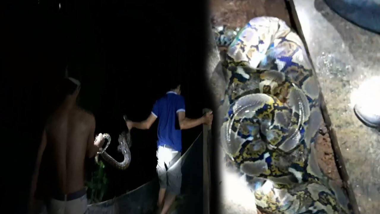 kemunculan anak ular python di lokasi perumahan karyawan perkebunan ...