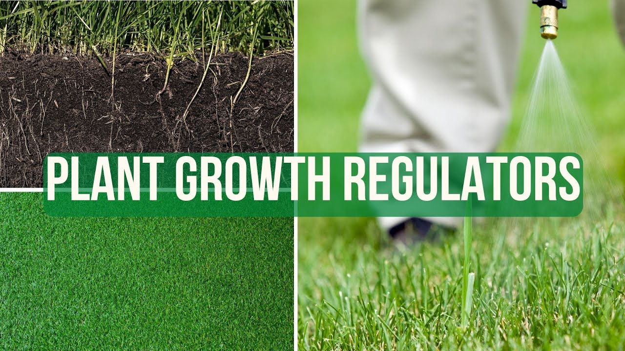What are Plant Growth Regulators? PGR's | Techy Turf Series - YouTube