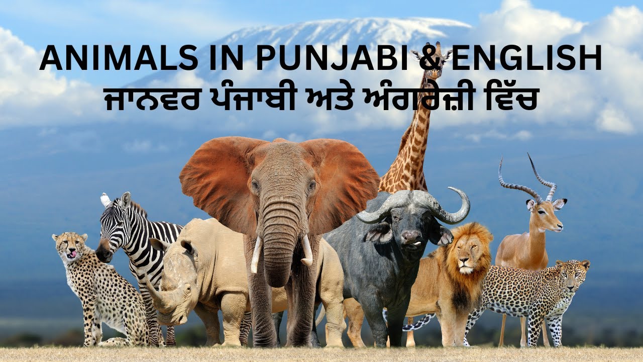 ANIMALS IN PUNJABI & ENGLISH / ਜਾਨਵਰ ਪੰਜਾਬੀ ਅਤੇ ਅੰਗਰੇਜ਼ੀ ਵਿੱਚ # ...