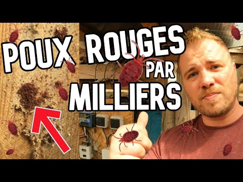 Comment se débarrasser des poux rouges dans le poulailler ? - YouTube