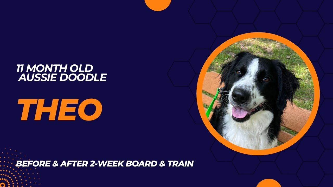 Theo - 11 month old Aussie Doodle | 2-Week Board and Train | Pittsburgh ...
