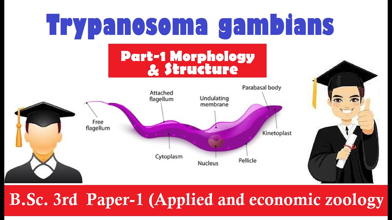 Trypanosoma - General Character and Classification of Trypanosoma | B ...