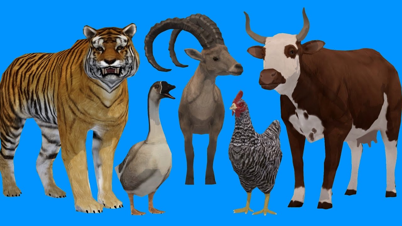 Sapi bebek angsa unta harimau singa badak buaya panda kuda zebra ...