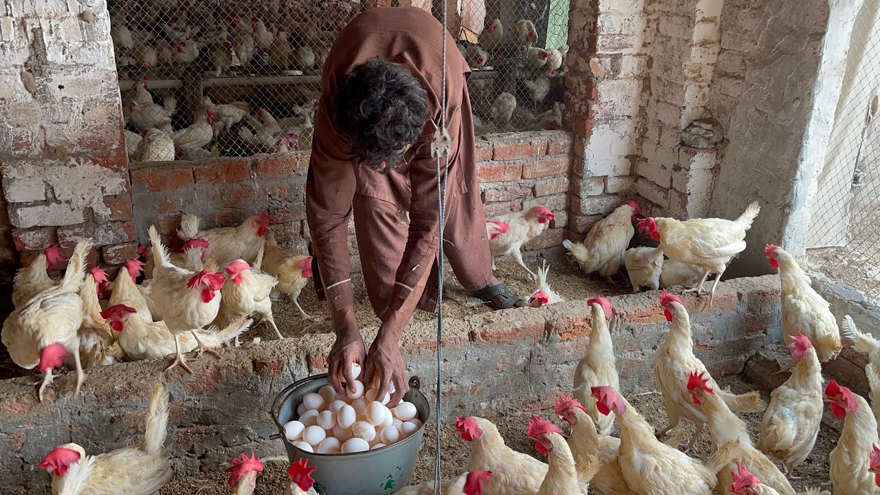 Hen Farming | Hen Farming In Home | Hen Farm Business Plan | Hen ...