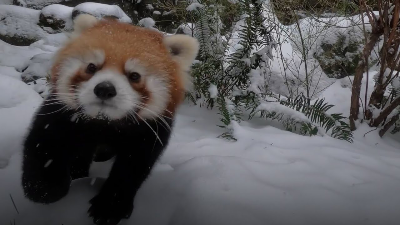 Top Rascally Animal Moments of 2021 - YouTube