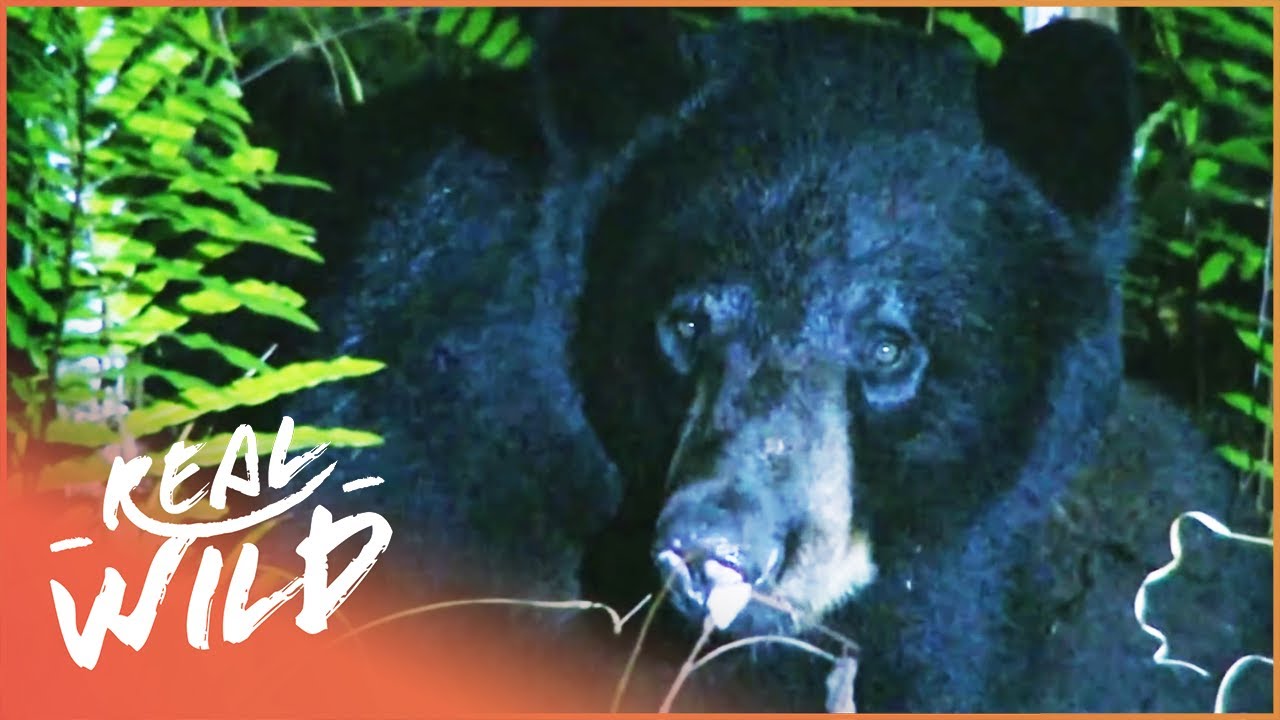 Tracking Bears In The Wild (Wildlife Documentary) Savage Wild - YouTube
