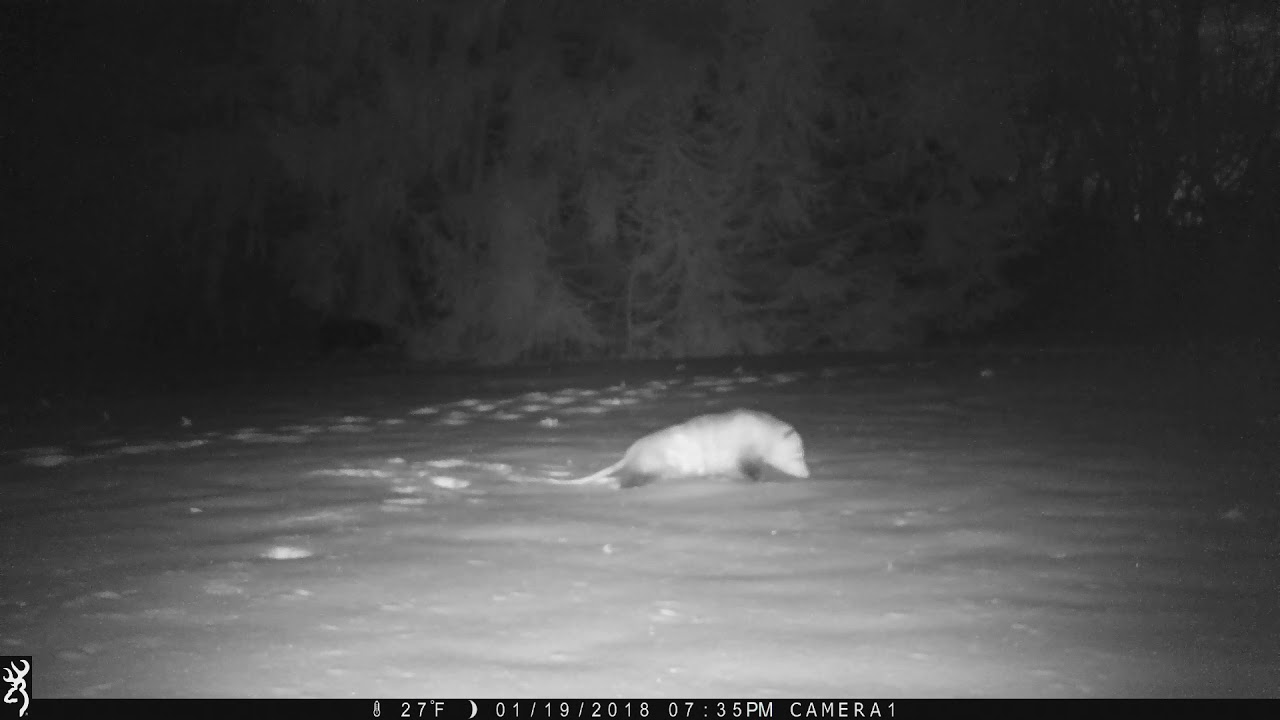 possum walking in crunchy snow - YouTube