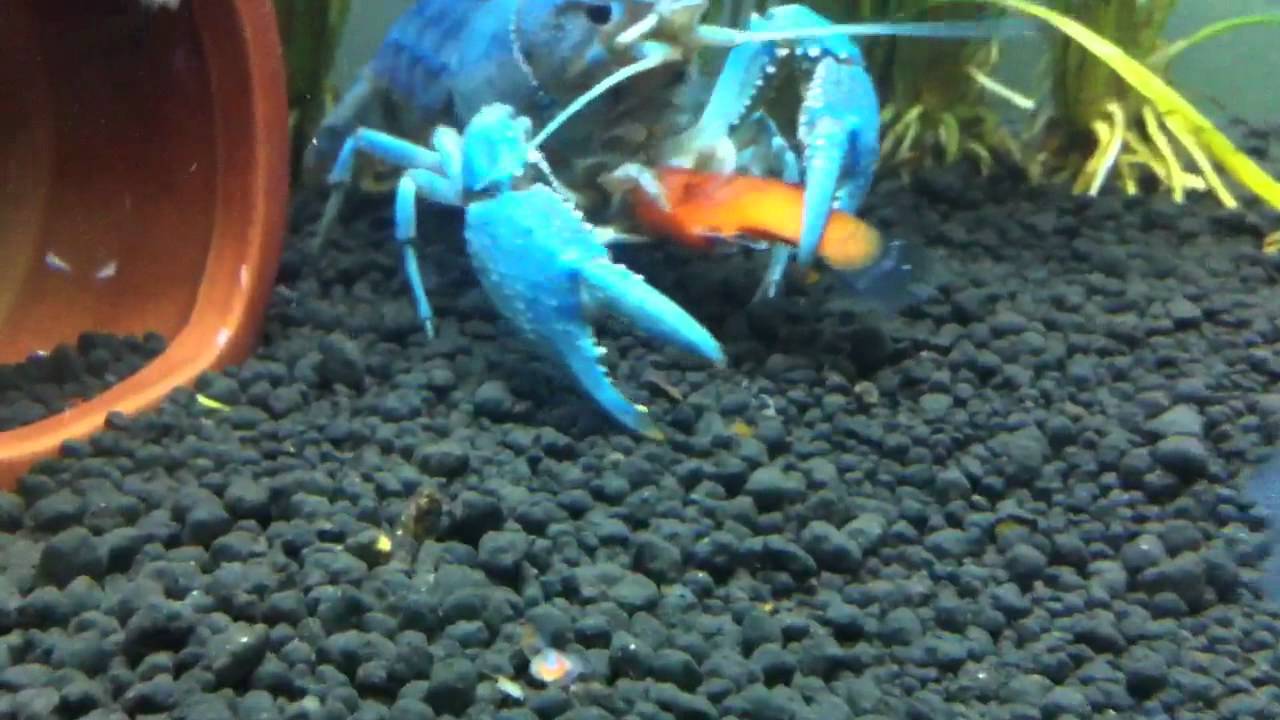 Blue lobster eating my platy - YouTube