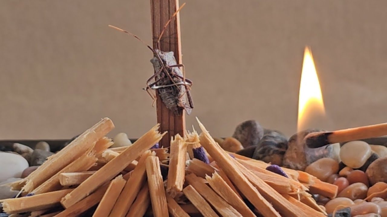 Squash Bug Burned At The Stake - Fire - YouTube
