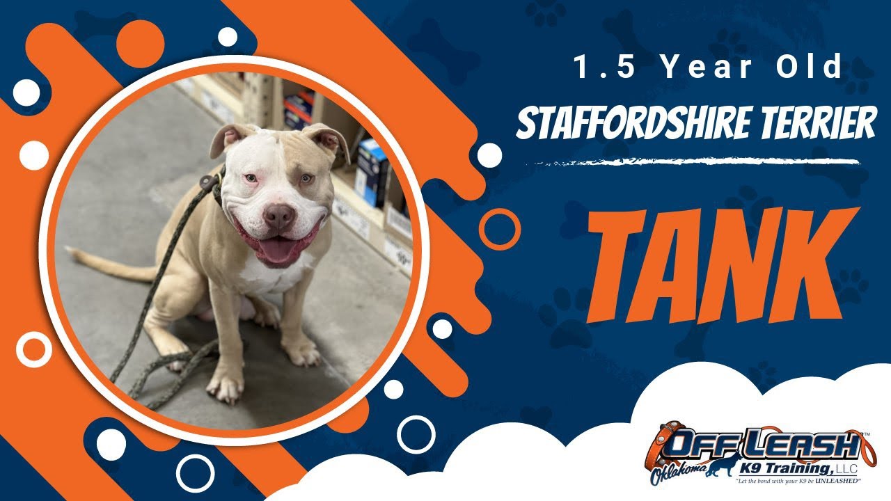1.5 Year Old Staffordshire Terrier | Best Staffy Training | Off Leash ...