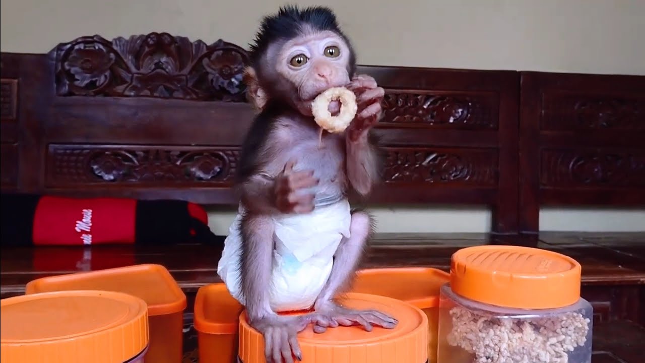 Baby monkey MOLY Lagi Menikmati Kue Lebaran Yang Lezat - YouTube
