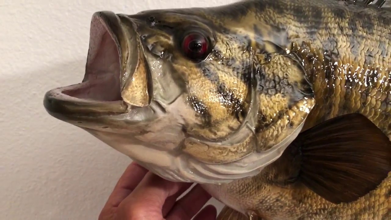 Giant Smallmouth Bass And A Schedule Update Youtube