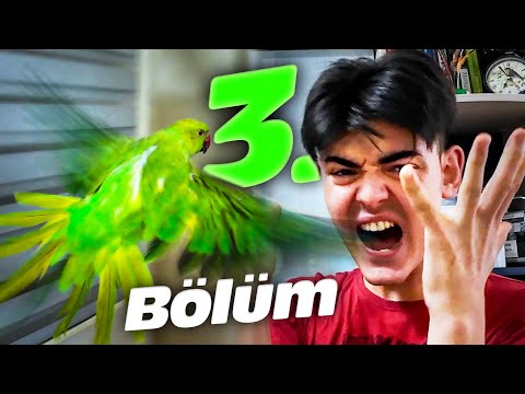 DIŞARIDA - Vahşi Papağan Eğitiyoruz Bölüm 3