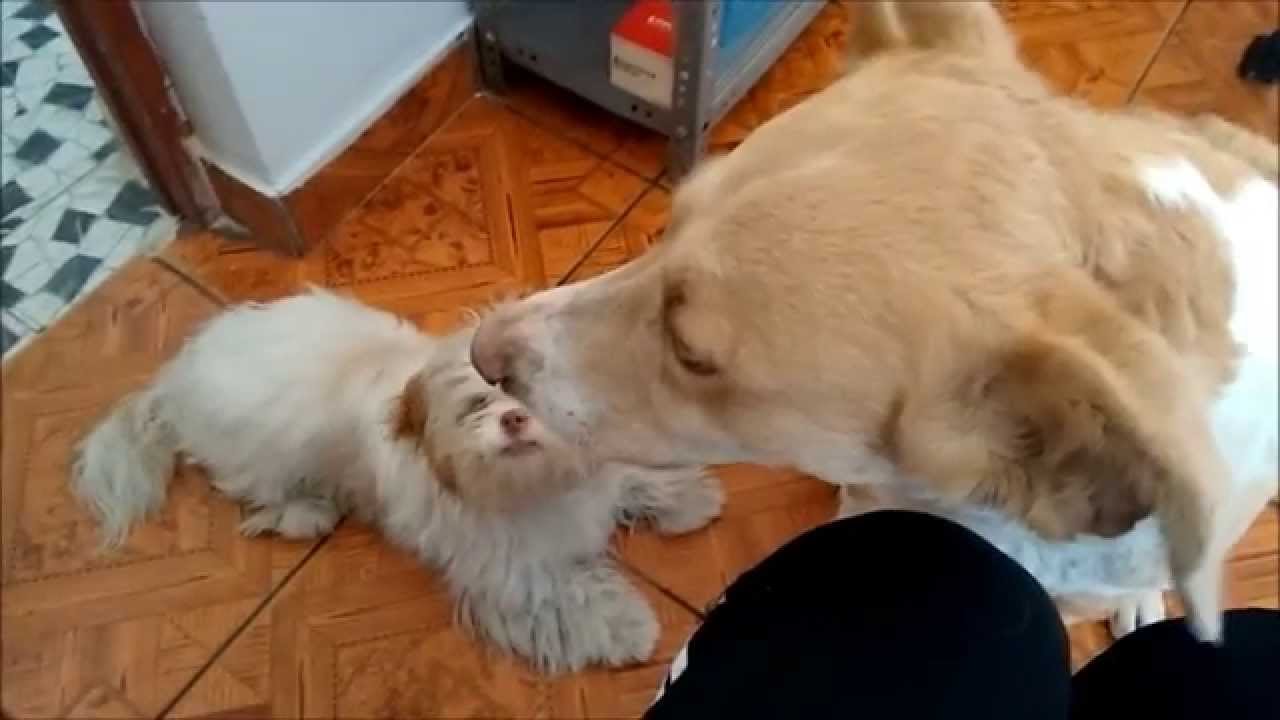 PERROS LLAMANDO - YouTube