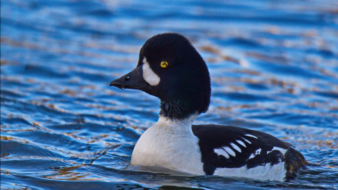 Ballard Locks Birds 3 19 17 - YouTube