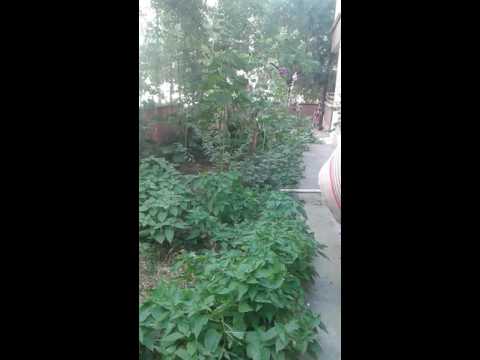 Korku ormanı