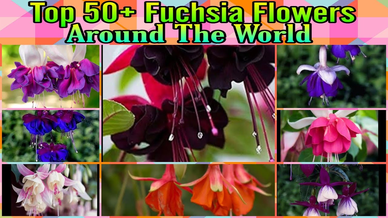 126 - Top 50+ Varieties of Fuchsia Around The World || Floral Gardening ...