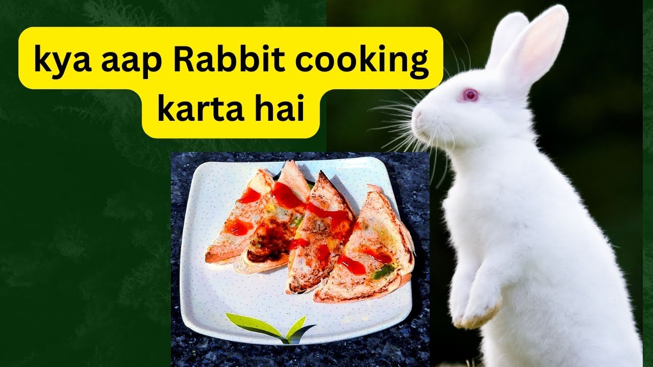 kaya aap Rabbit cooking karta hai #sandwich #rabbit #video #cuteanimal ...