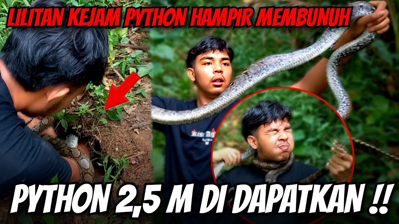 PENANGKAPAN ULAR PYTHON KECIL KECIL SUPER GANAS LILITAN MAUT - YouTube