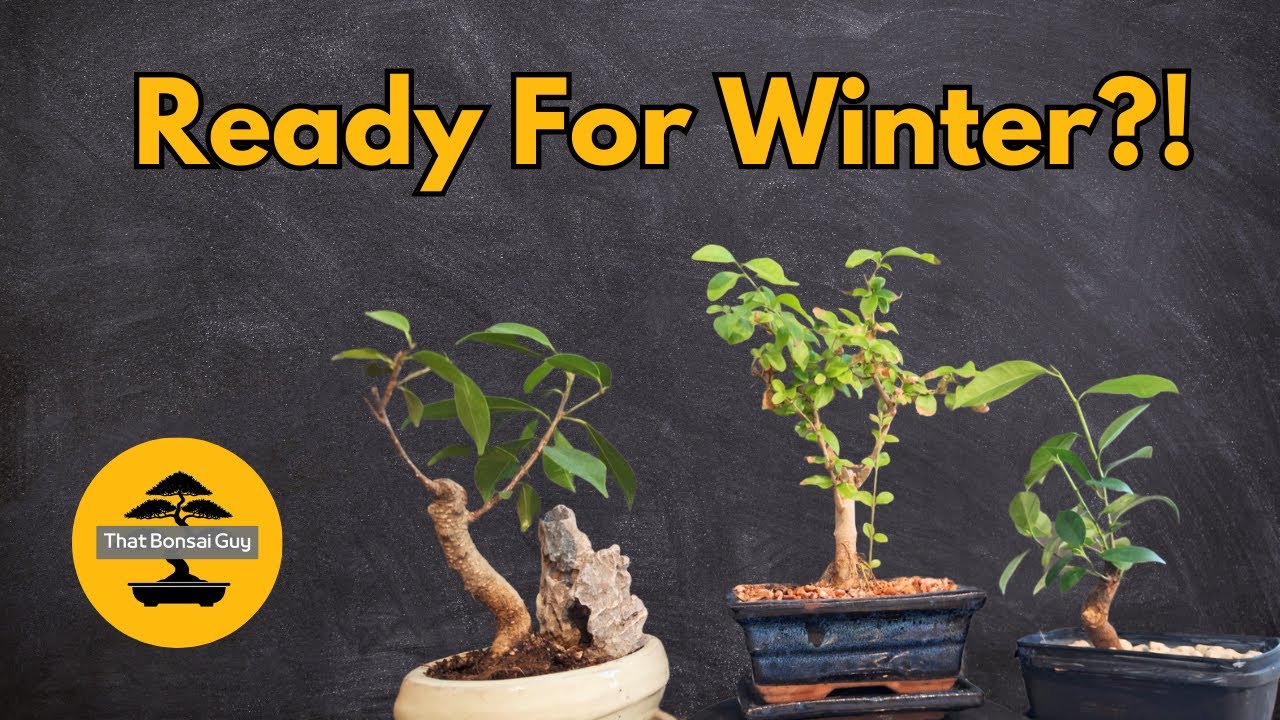 Winterizing Your Indoor Bonsai Trees: Essential Tips for Cold Months ...