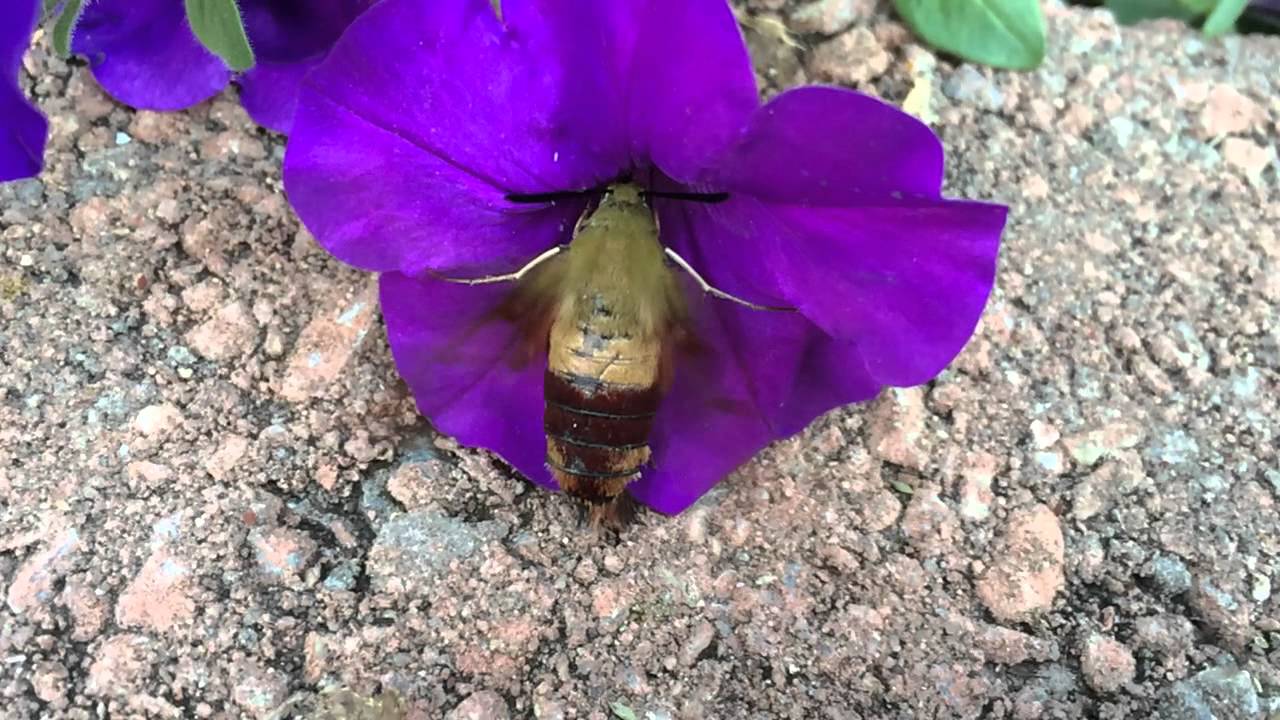 Humming Bug - YouTube