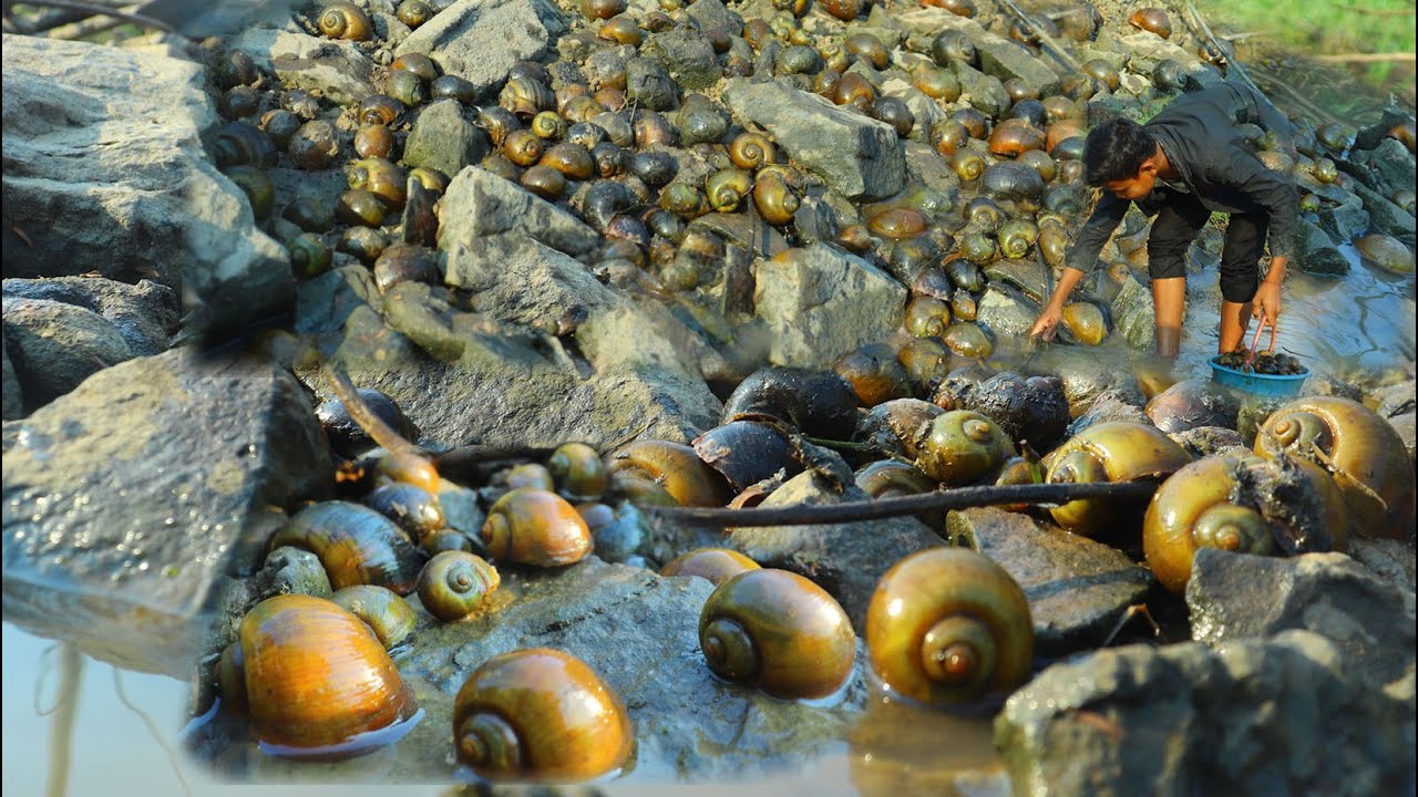 Unique fishing snails! Today a fisherman leave from home to catch many ...