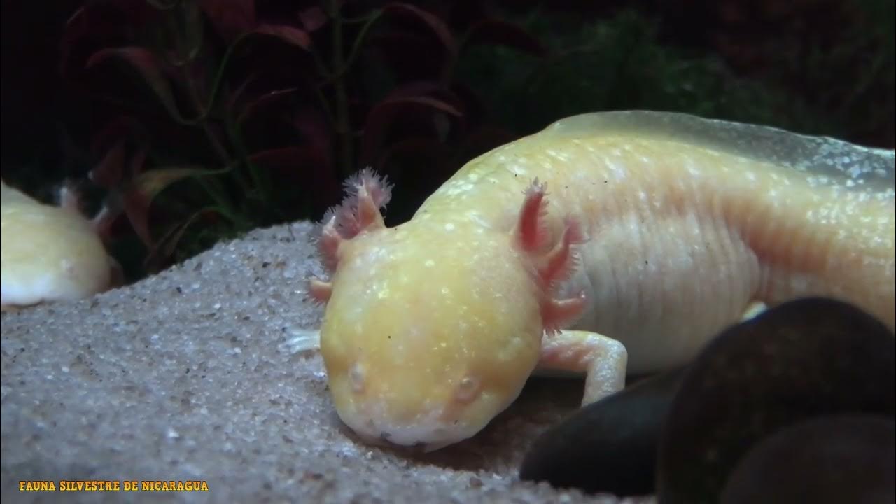 El Ajolote de Mexico - YouTube