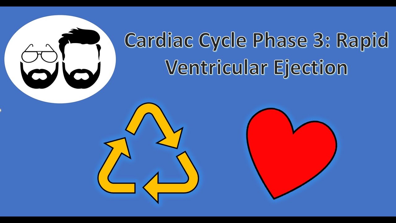 Minute to Master- Cardiac Cycle Phase 3: Rapid Ventricular Ejection ...