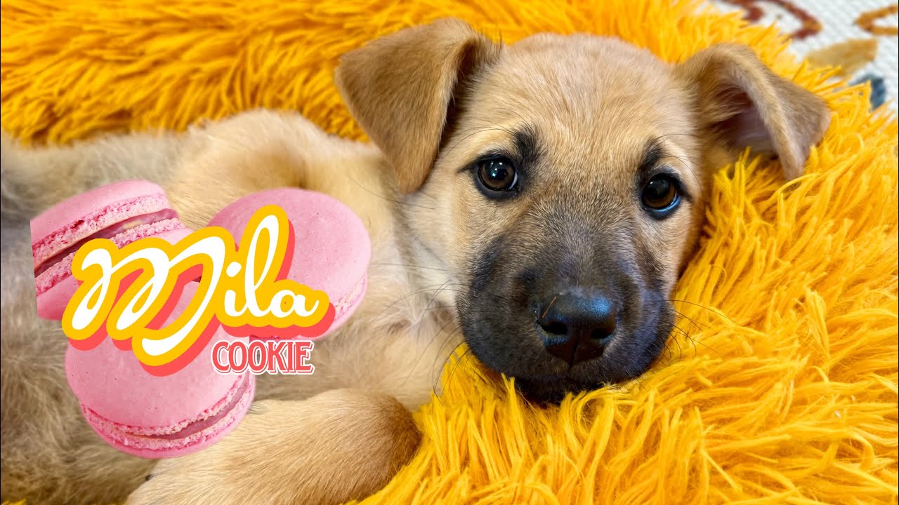 Mila Cookie will be your sweetest companion! 🍪🐾🩷 - YouTube