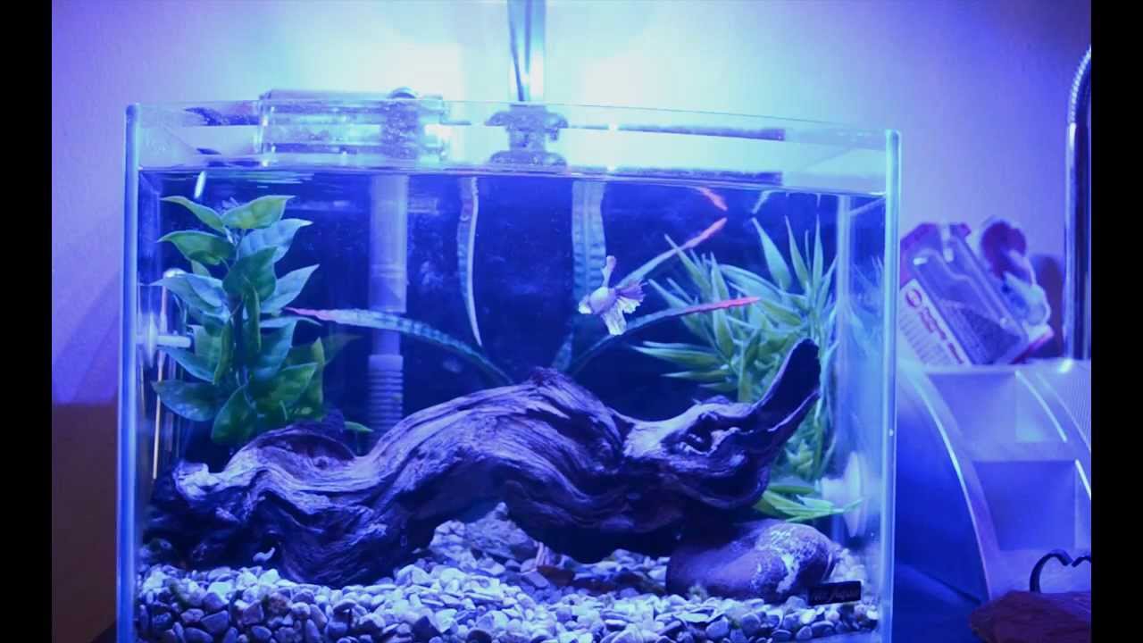 COMPLETE Betta Care & How To Setup Tank! - YouTube