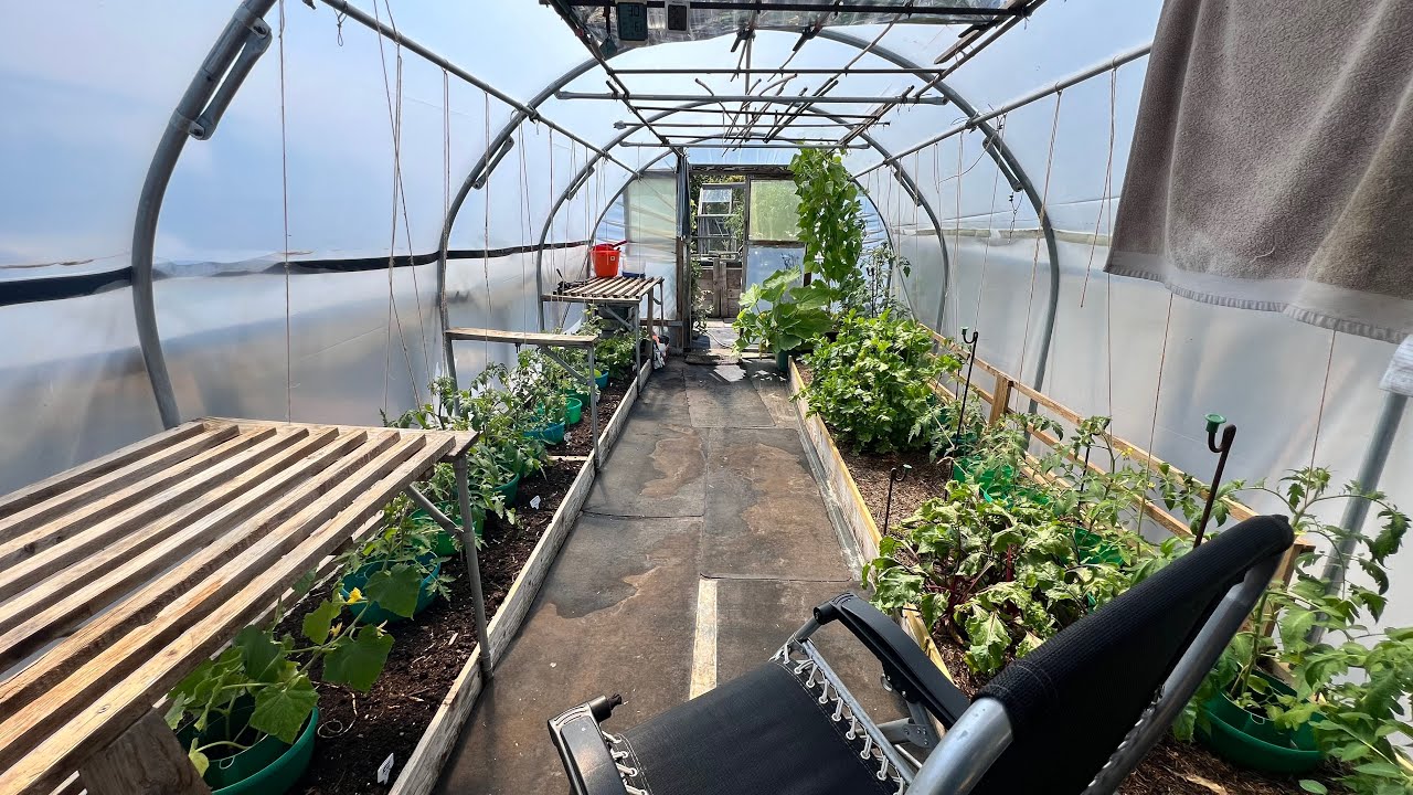 Polytunnel and allotment June tour ~ keeping life easy in summer - YouTube