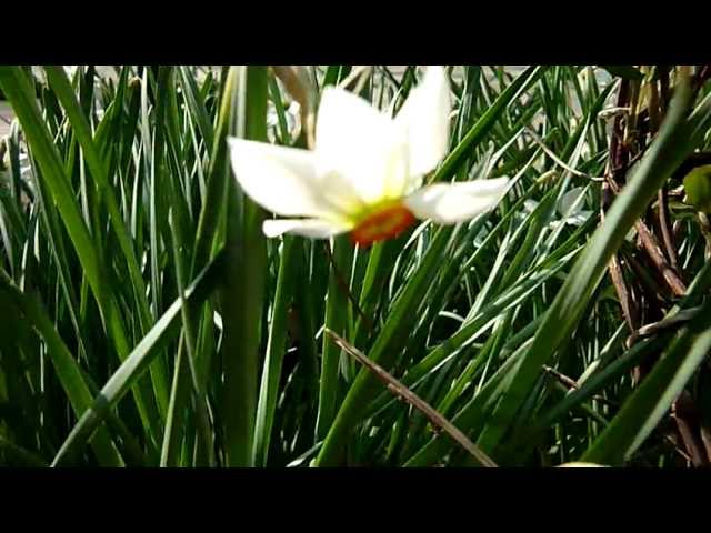 Panasonic DMC Fs62 (video test)