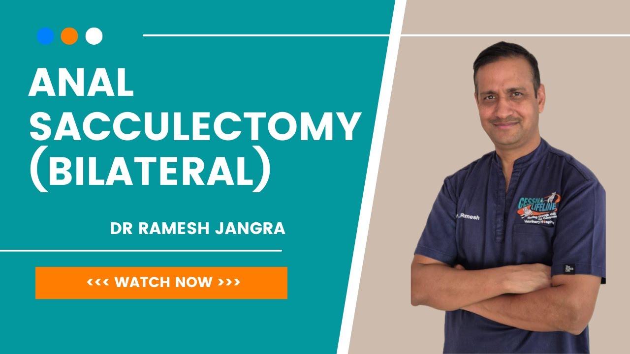 Anal Sacculectomy In A Dog with Dr Ramesh | Cessna Lifeline Veterinary ...