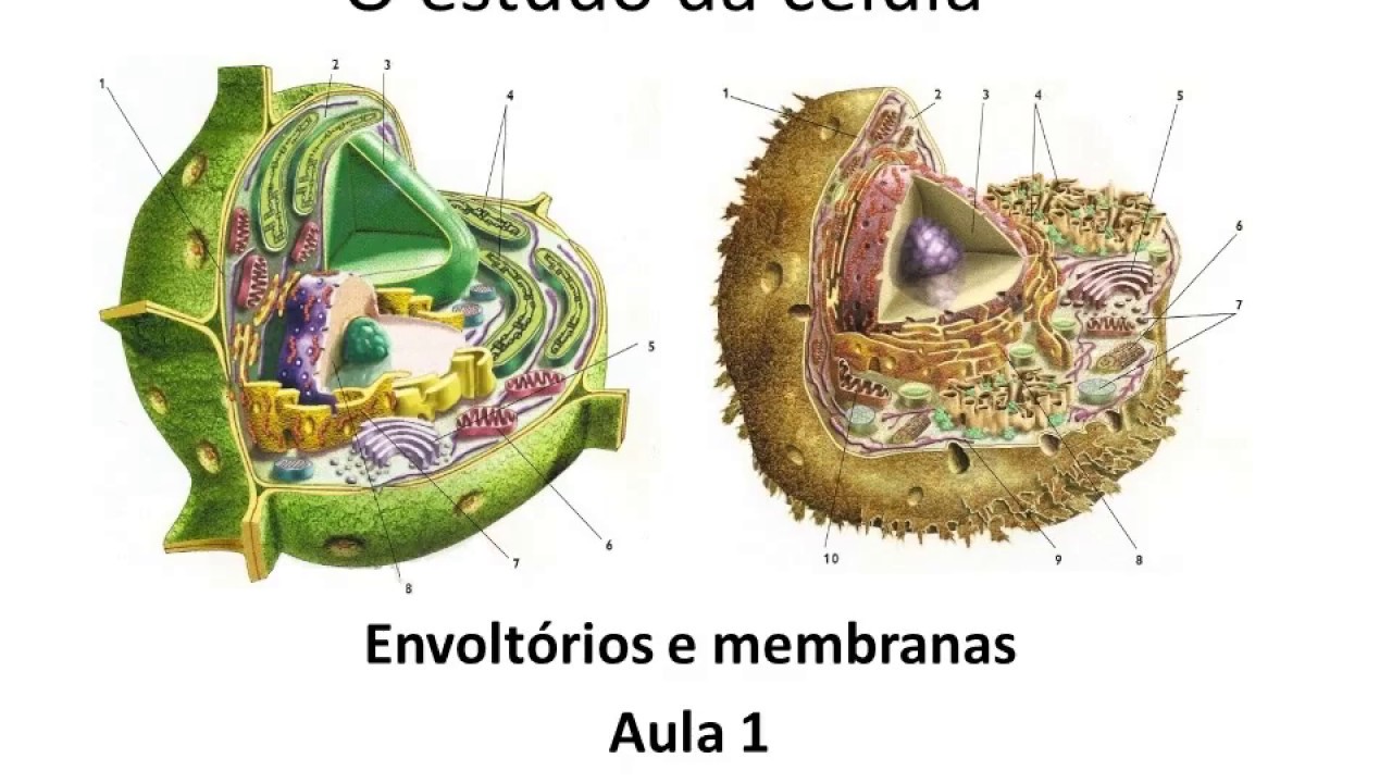 ESTRUTURA DA CÉLULA (CITOLOGIA) | Angelo Vieira - YouTube