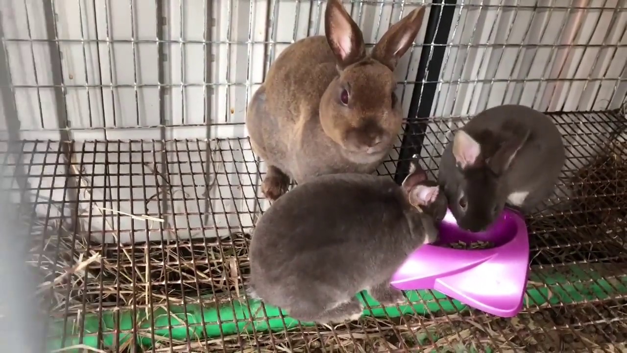 The Bunny Barn Rabbitry Shed Tour - YouTube
