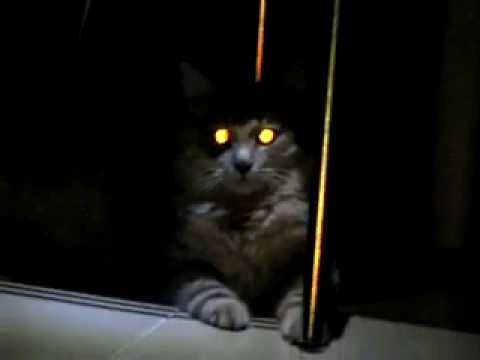 Fanny Terminator Cat