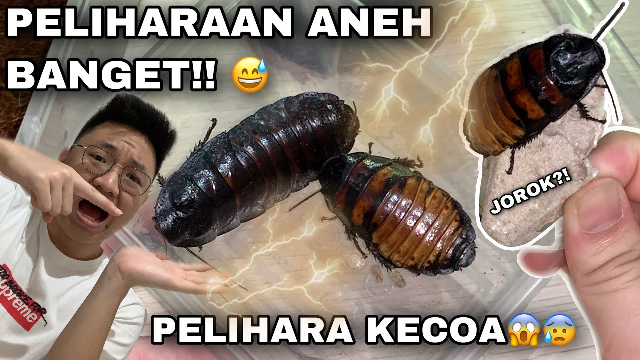 UNBOXING PELIHARAAN EXTREME!! KECOA RAKSASA BIKIN GELI! MADAGASCAR ...