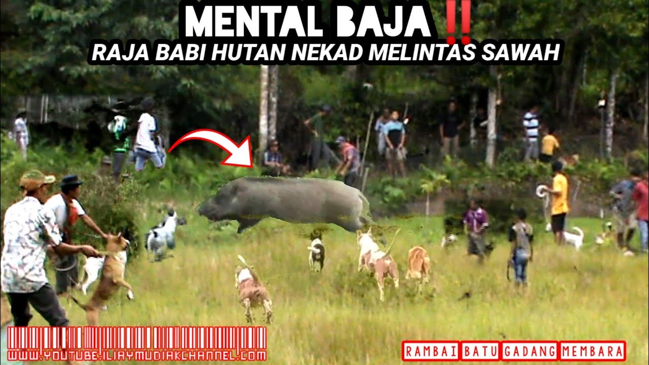 AMAZING ‼️Aksi nekad Raja babi hutan melintas sawah (WILD BOAR HUNTING ...