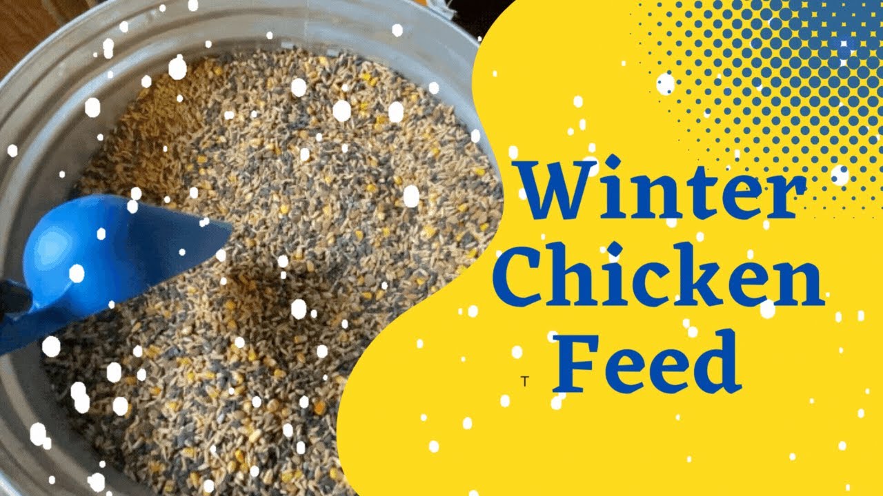 Eggs All Winter-DIY Winter Chicken Feed Recipe - YouTube
