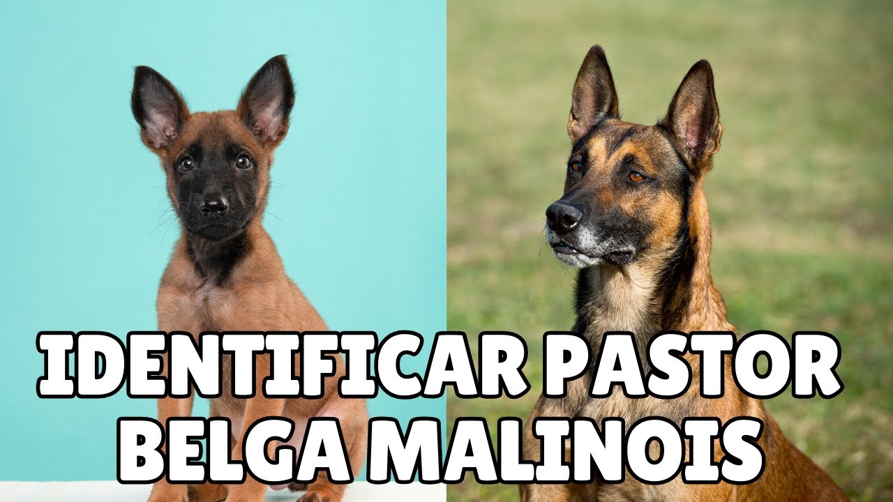 Como Identificar un Pastor Belga Malinois Original Cachorro (100% Puro ...