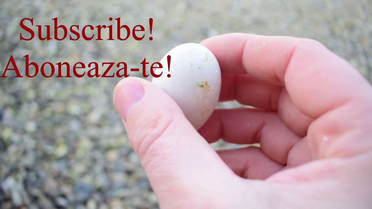 Ep.2/2020/ Pui mort in ou/De ce !?/Vrei pui pentru OLR-uri !?Cuplurile ...