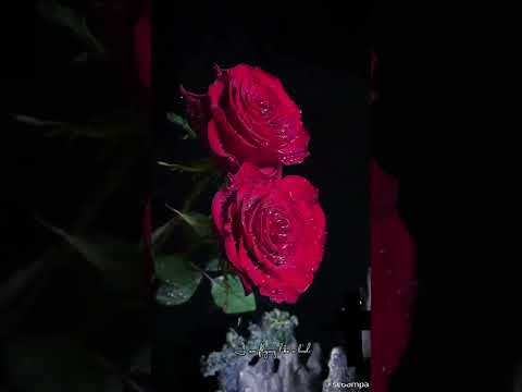 Ben işimi Allah'a havale ediyorum.