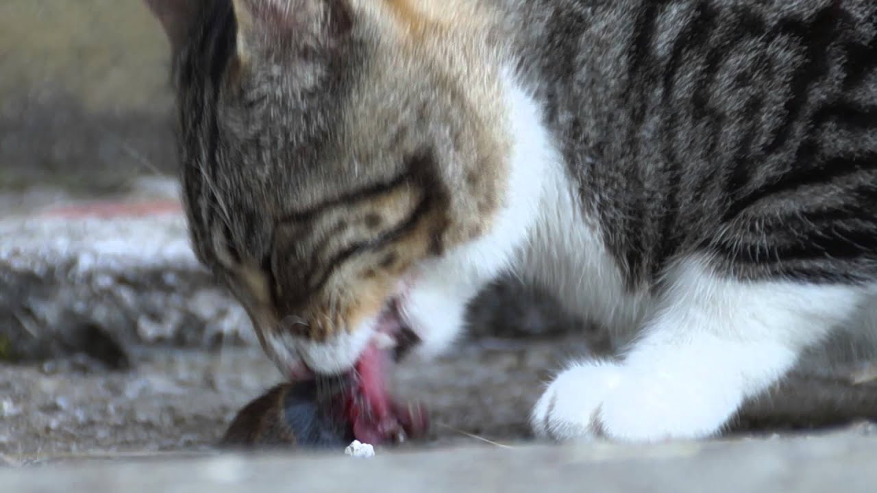 Rude Nature? Cat eats mouse completely! HD - YouTube